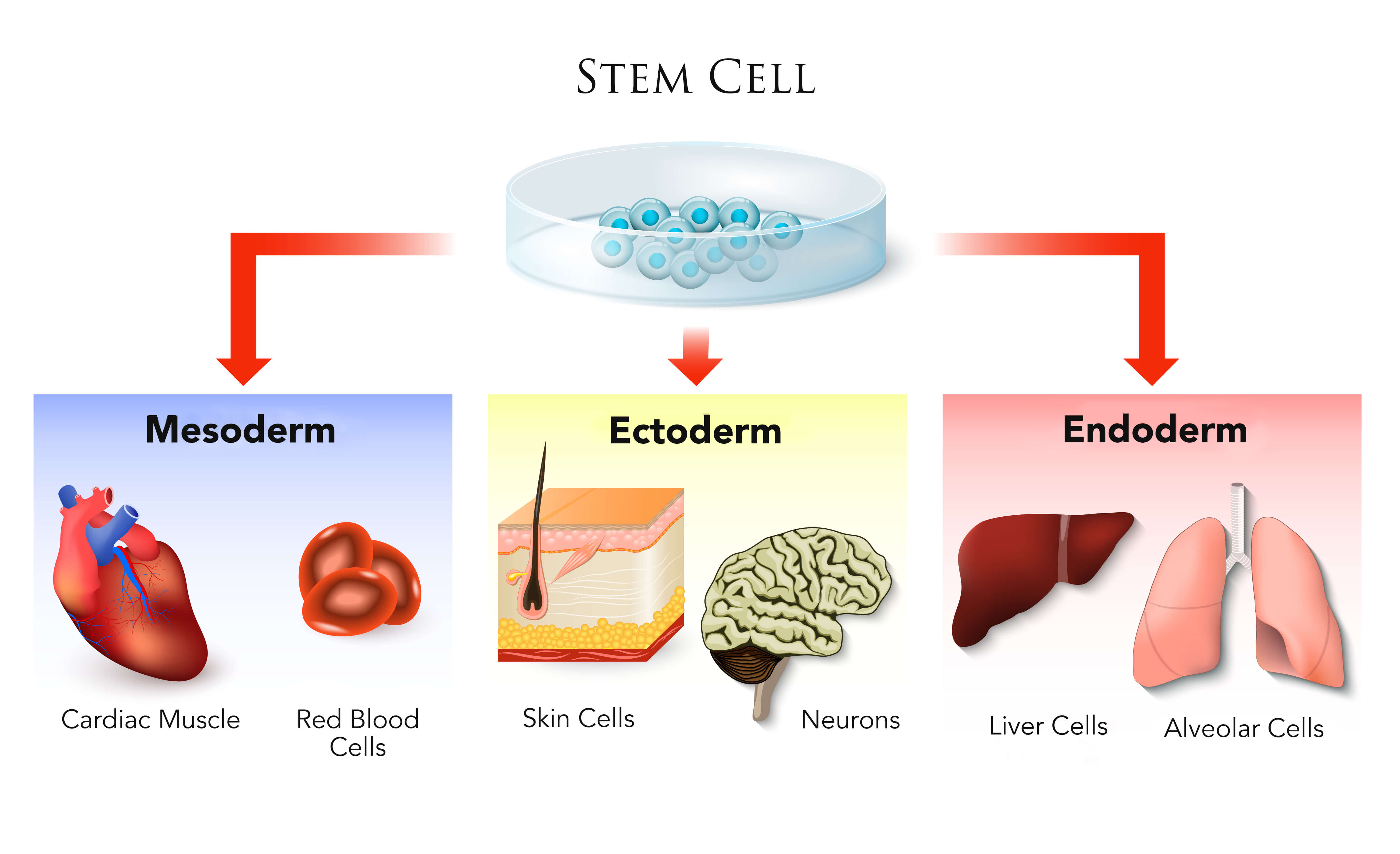 The Truth About Stem Cells In Skin Care ORO GOLD School
